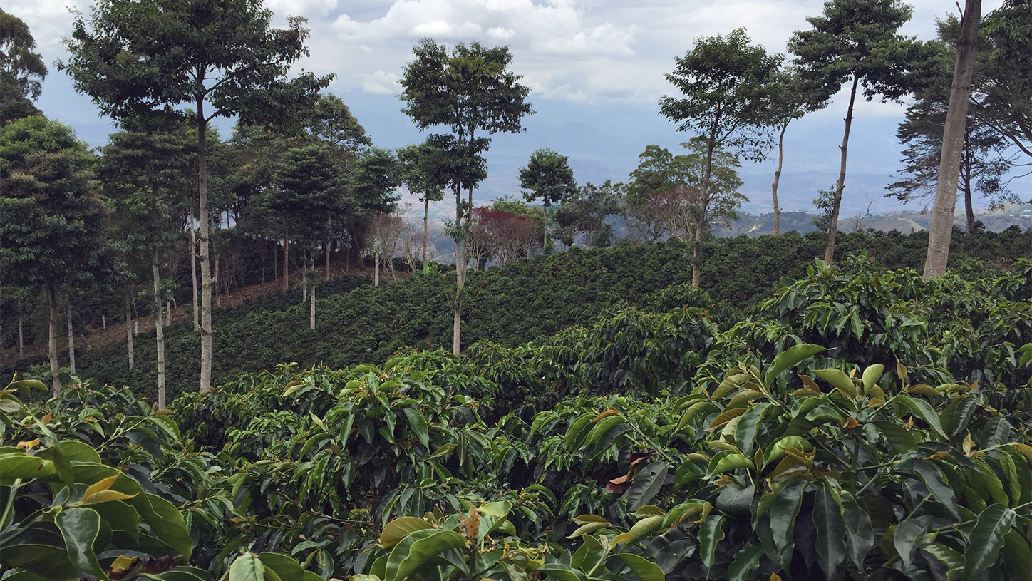 What is Single-Origin Coffee? - Crema.co